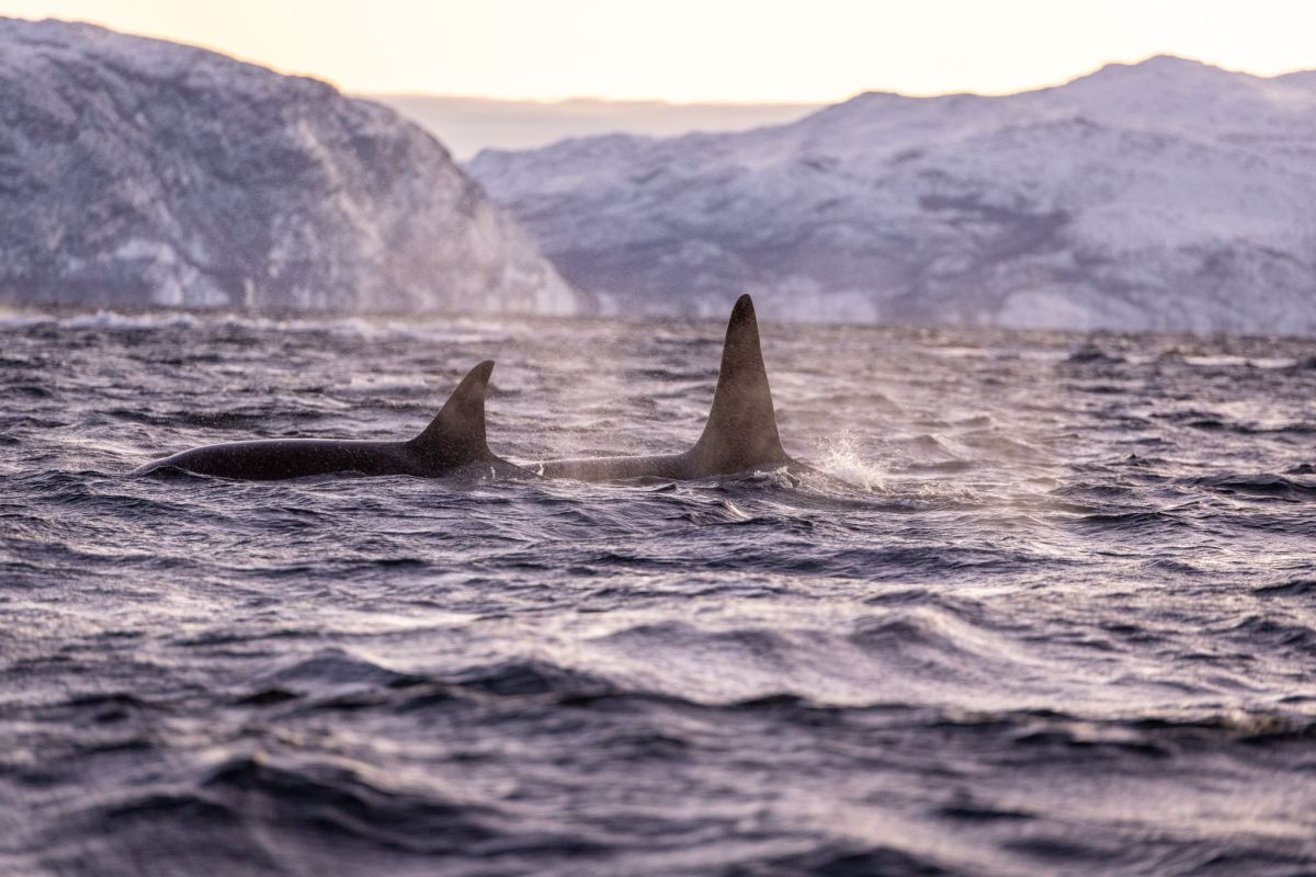 My Orca Expedition in Arctic Norway – Following Polly